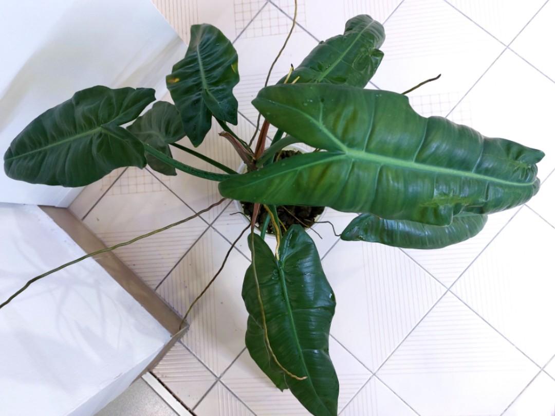 Philodendron sp Napo, Furniture & Home Living, Gardening, Plants ...