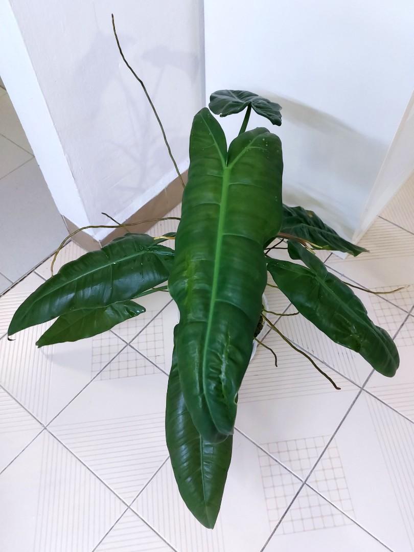 Philodendron sp Napo, Furniture & Home Living, Gardening, Plants ...
