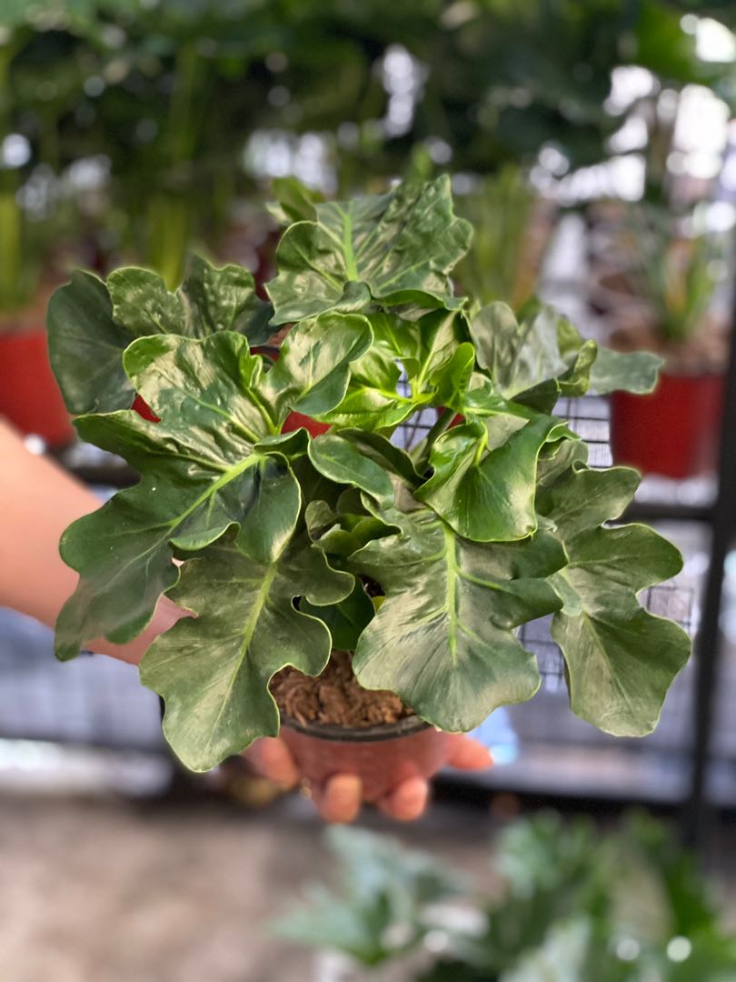 Philodendron Super Atom, Furniture & Home Living, Gardening, Plants ...