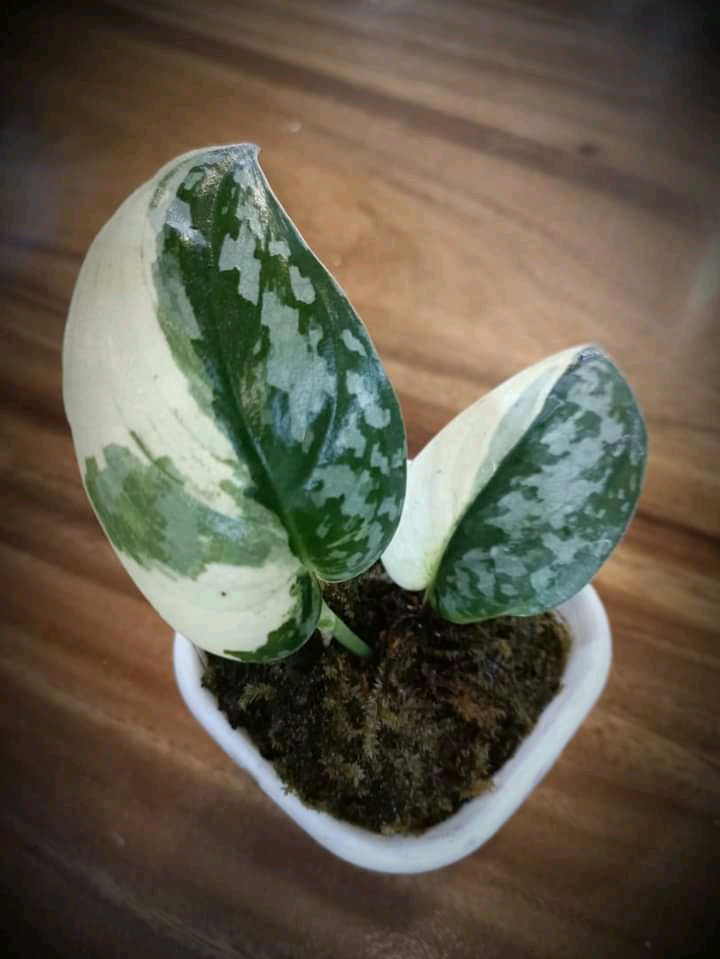 Scindapsus mayari, Furniture & Home Living, Gardening, Plants & Seeds ...