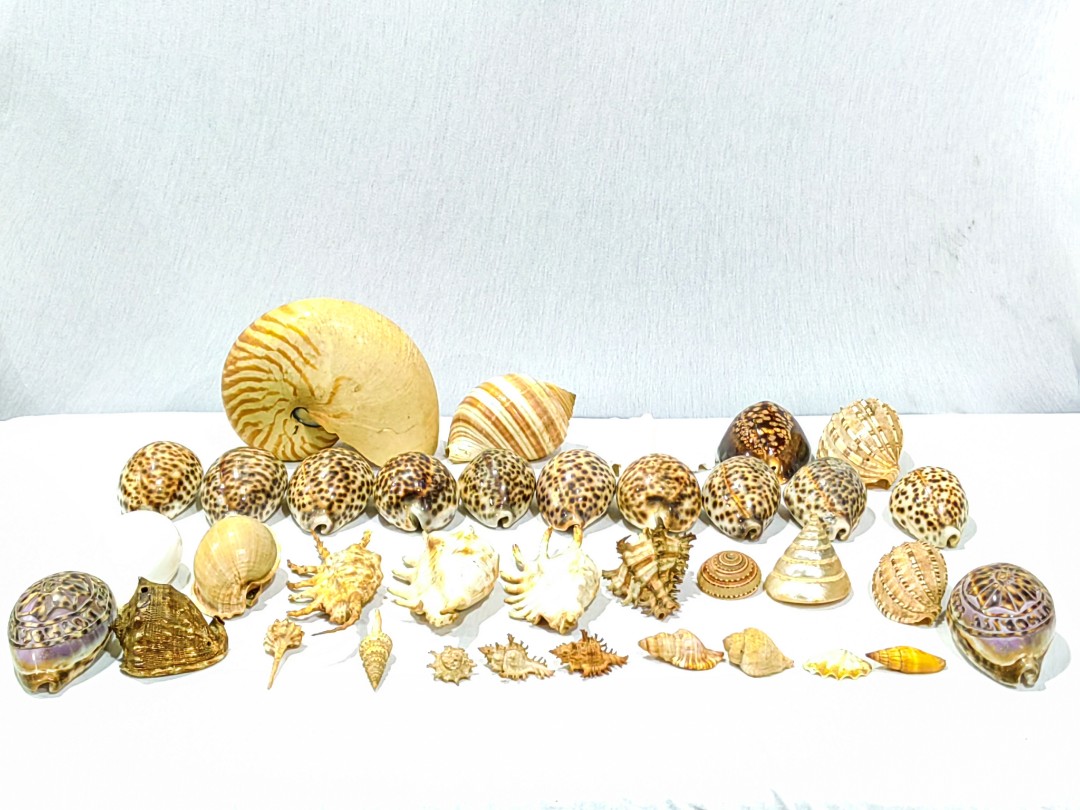 Vintage Set of Sea Shell, Hobbies & Toys, Memorabilia & Collectibles ...