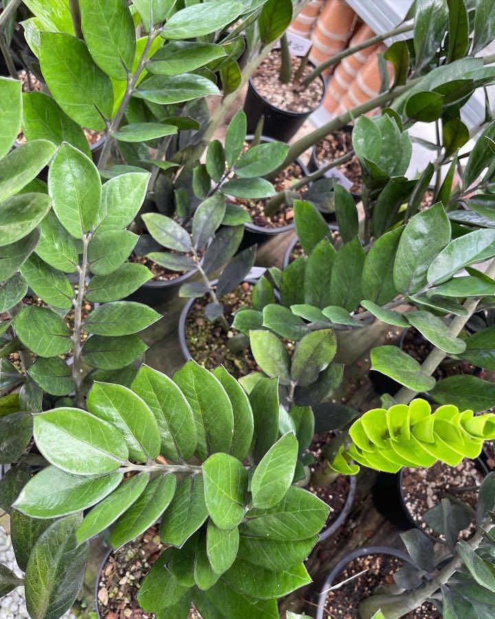Zamioculcas zamiifolia Supernova aka ZZ raven, Furniture & Home Living ...