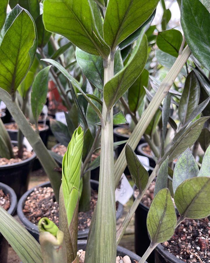 Zamioculcas zamiifolia Supernova aka ZZ raven, Furniture & Home Living ...