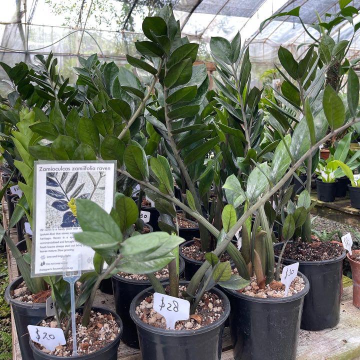 Zamioculcas zamiifolia Supernova aka ZZ raven, Furniture & Home Living ...