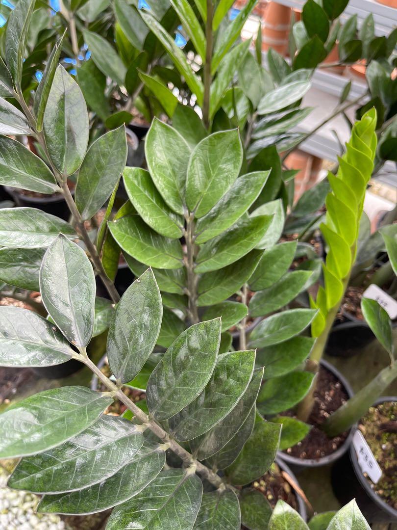 Zamioculcas zamiifolia Supernova aka ZZ raven, Furniture & Home Living ...