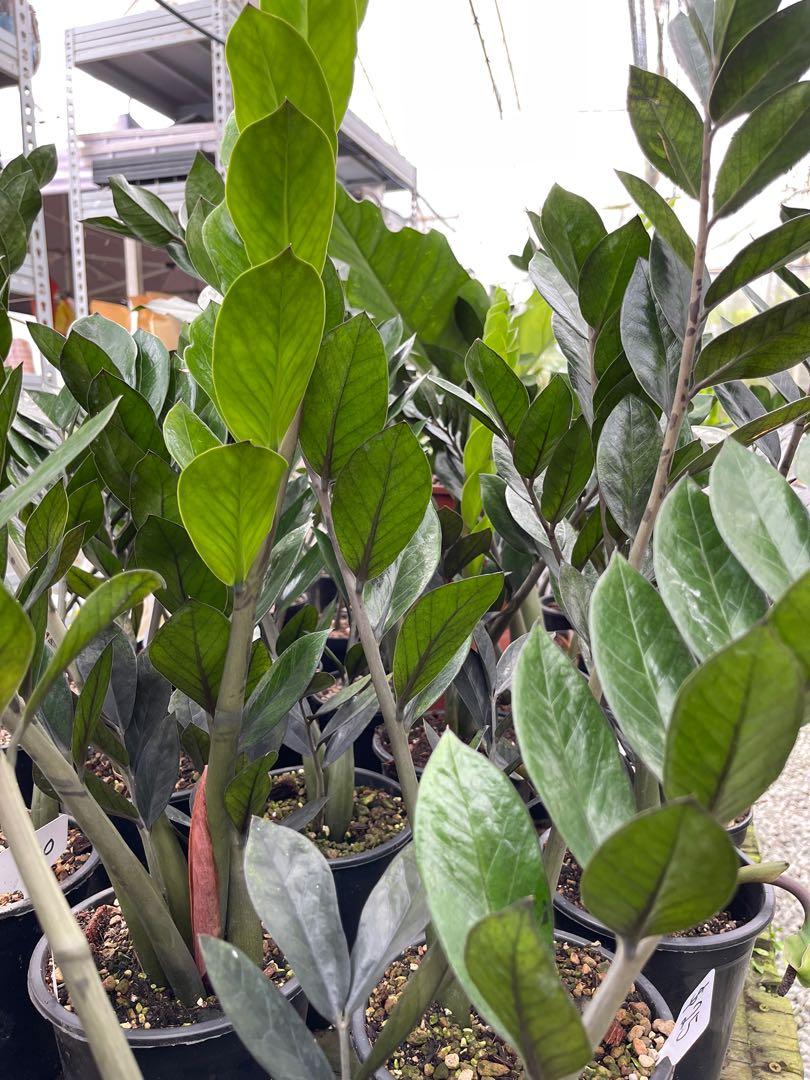 Zamioculcas zamiifolia Supernova aka ZZ raven, Furniture & Home Living ...