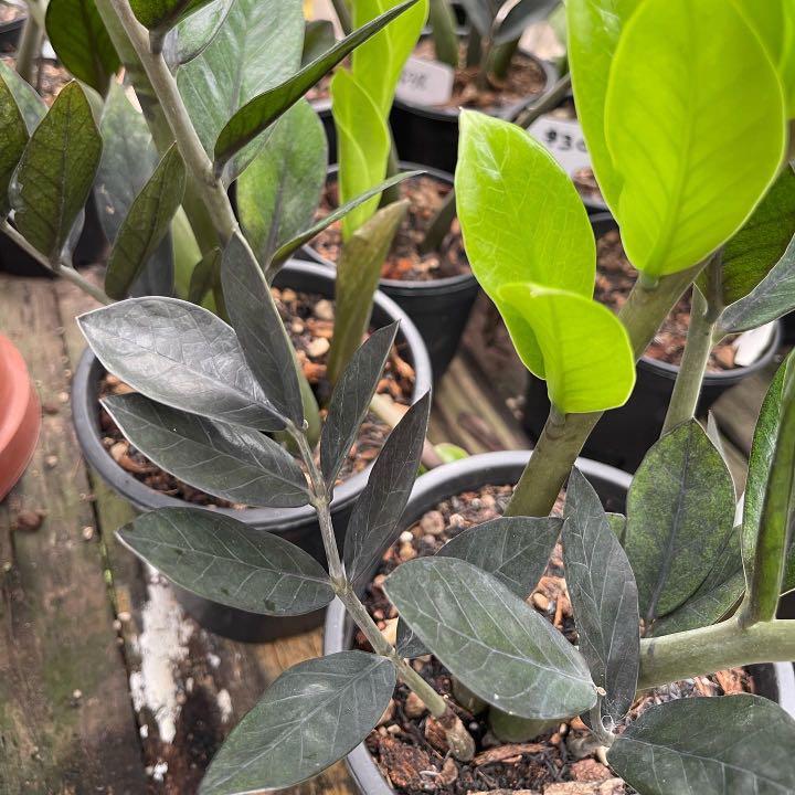 Zamioculcas zamiifolia Supernova aka ZZ raven, Furniture & Home Living ...