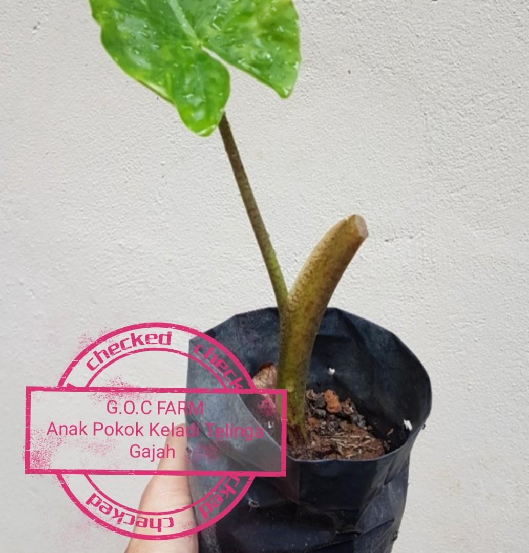 Anak pokok Keladi Gajah, Furniture & Home Living, Gardening, Plants ...