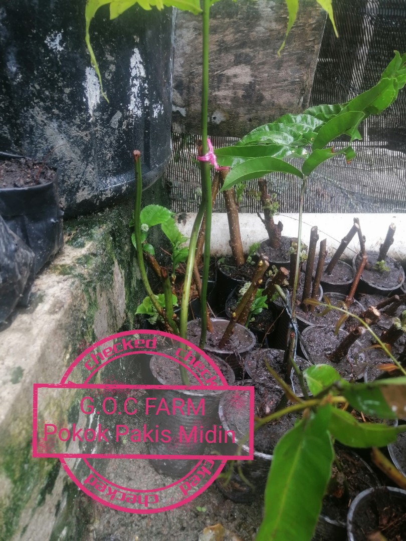Anak pokok Pakis Merah @midin, Furniture & Home Living, Gardening ...