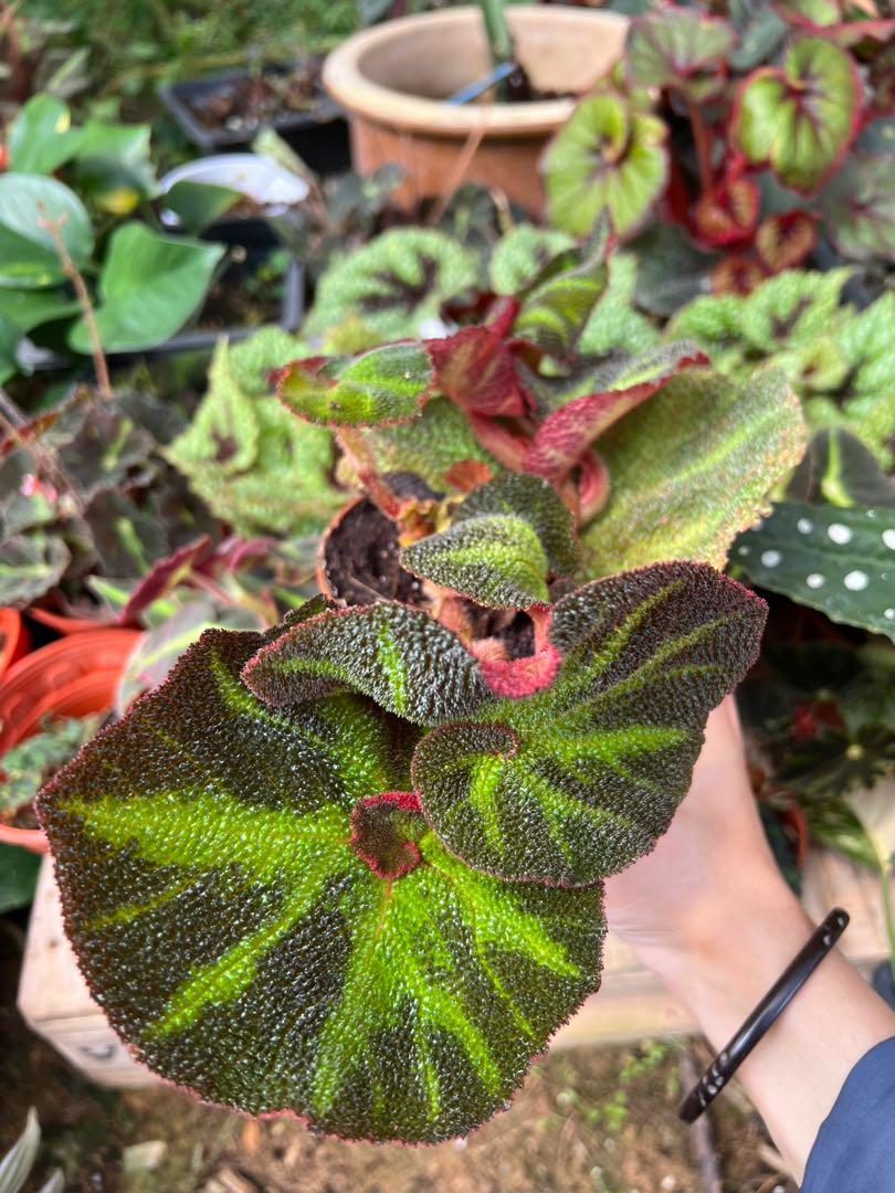 Begonia soli mutata solimutata 12cm pot rare, Furniture & Home Living ...