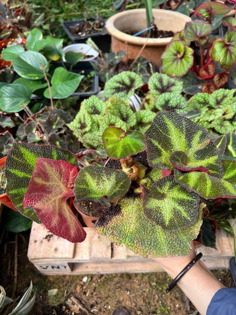 Begonia soli mutata solimutata 12cm pot rare, Furniture & Home Living ...