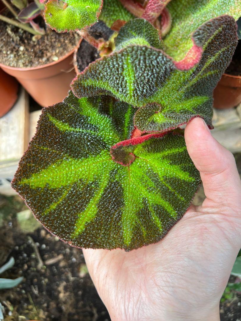Begonia soli mutata solimutata 12cm pot rare, Furniture & Home Living ...
