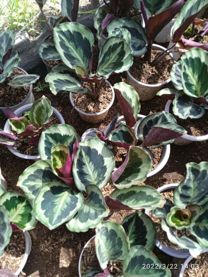 Calathea Marion Plant, Furniture & Home Living, Gardening, Plants ...