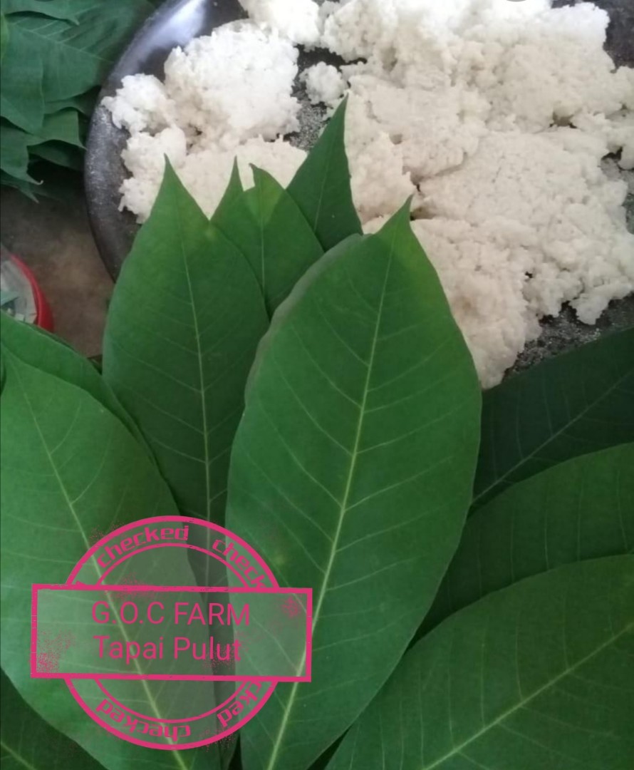 Daun Getah Bungkus Tapai Pulut, Furniture & Home Living, Gardening ...