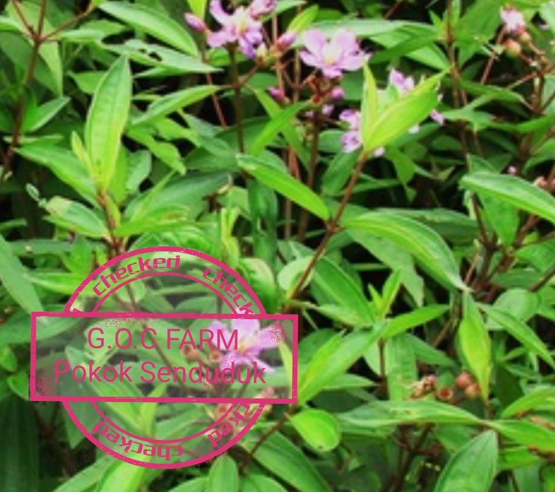 Daun senduduk Kering, Furniture & Home Living, Gardening, Plants ...