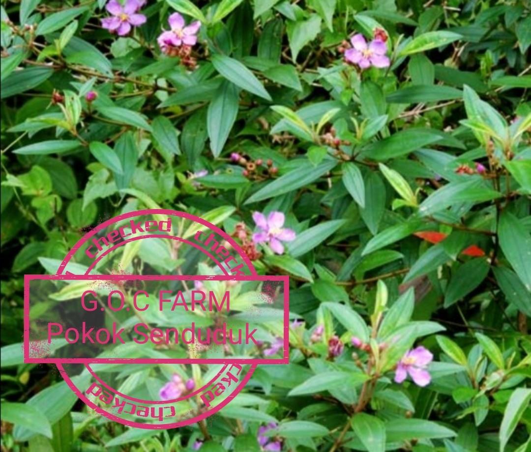 Daun senduduk Kering, Furniture & Home Living, Gardening, Plants ...