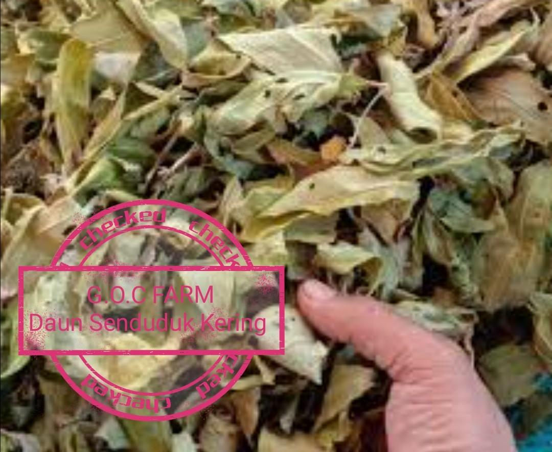 Daun senduduk Kering, Furniture & Home Living, Gardening, Plants ...