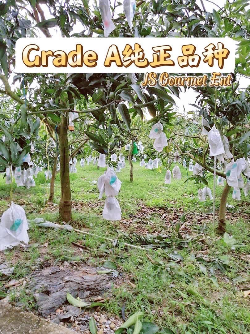 Harum manis (mango)frm Perlis, Food & Drinks, Fresh Produce on Carousell