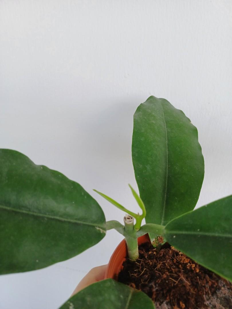 Hoya Imperialis Red - Red Hoya - Hoya Plant, Furniture & Home Living ...