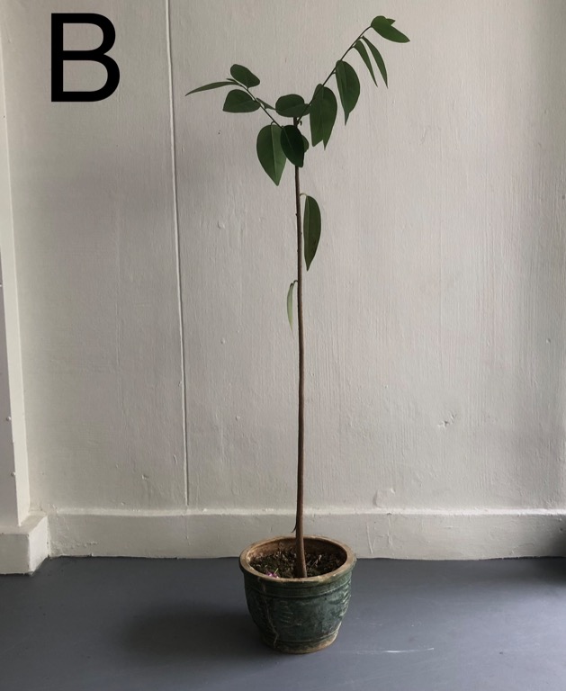 Pond apple and lemon tree saplings for free (or plant exchange ...