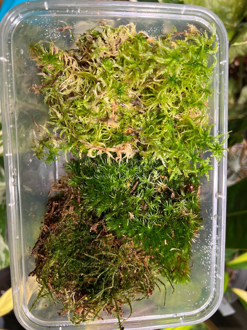 Moss sampler - flat moss/ holland moss/ sphagnum moss, Furniture & Home ...