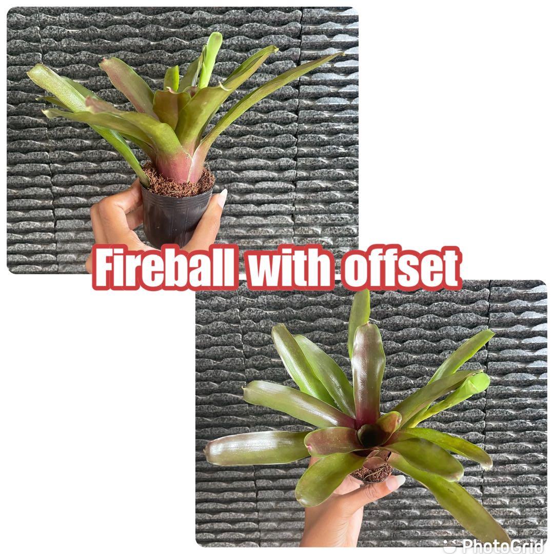 neoregelia fireball bromeliad tags air plant Airplants air plants ...