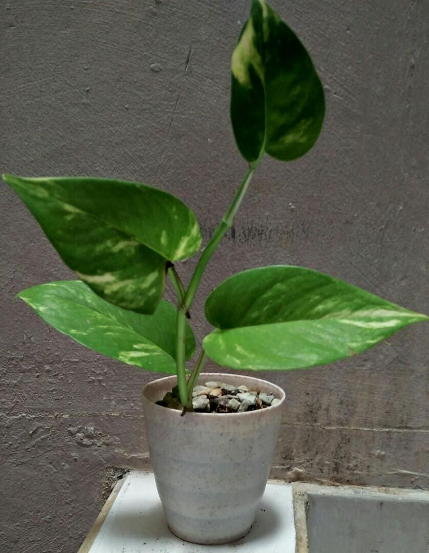 Pathos plants are one of the easiest plants to grow. These plants serve ...