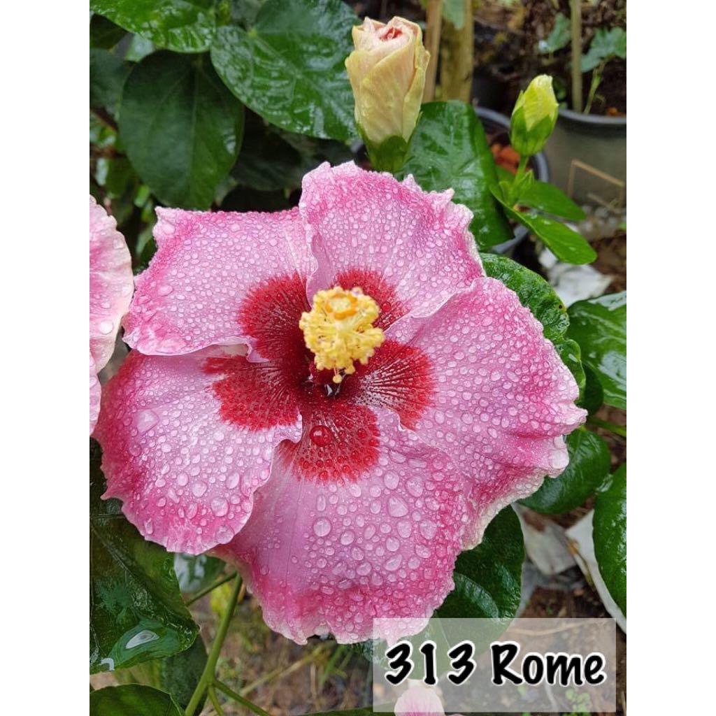 pokok bunga raya hibrid, Furniture & Home Living, Gardening, Plants ...