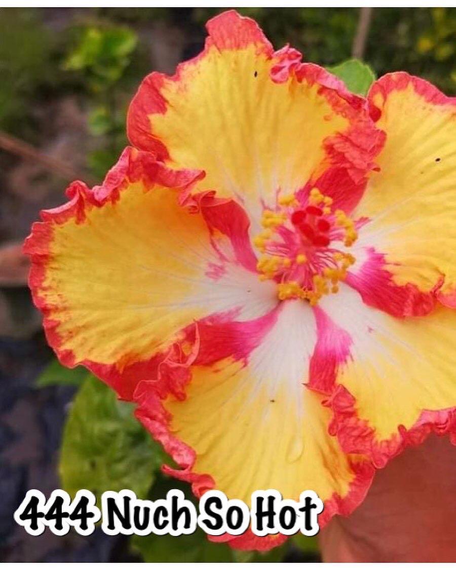 pokok bunga raya hibrid, Furniture & Home Living, Gardening, Plants ...