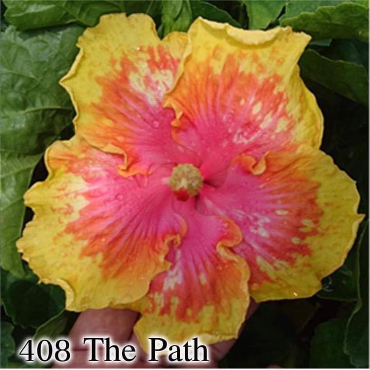 pokok bunga raya hibrid, Furniture & Home Living, Gardening, Plants ...