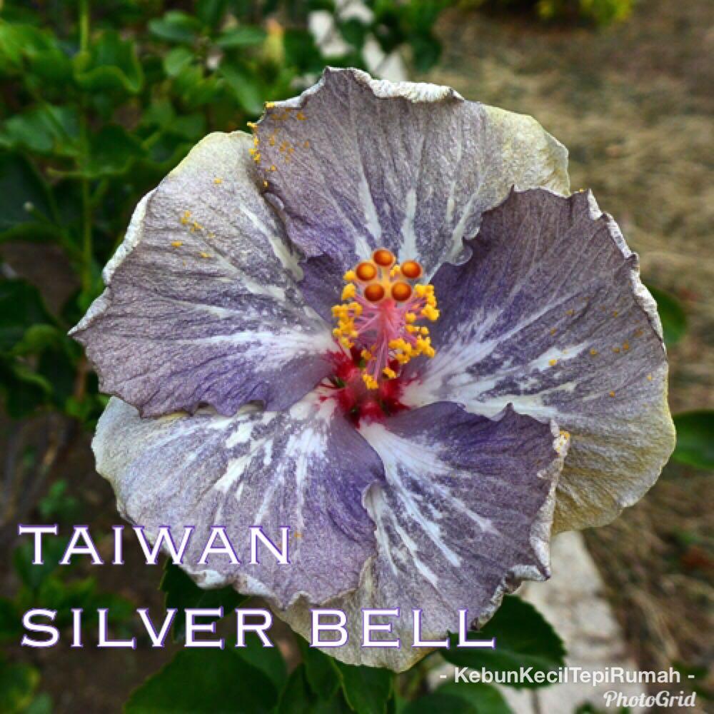 pokok bunga raya hibrid, Furniture & Home Living, Gardening, Plants ...