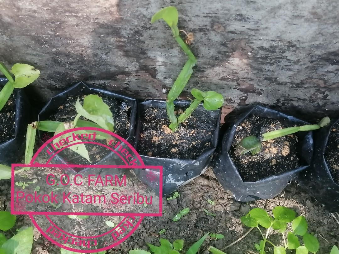 Pokok Katam Seribu, Furniture & Home Living, Gardening, Plants & Seeds ...