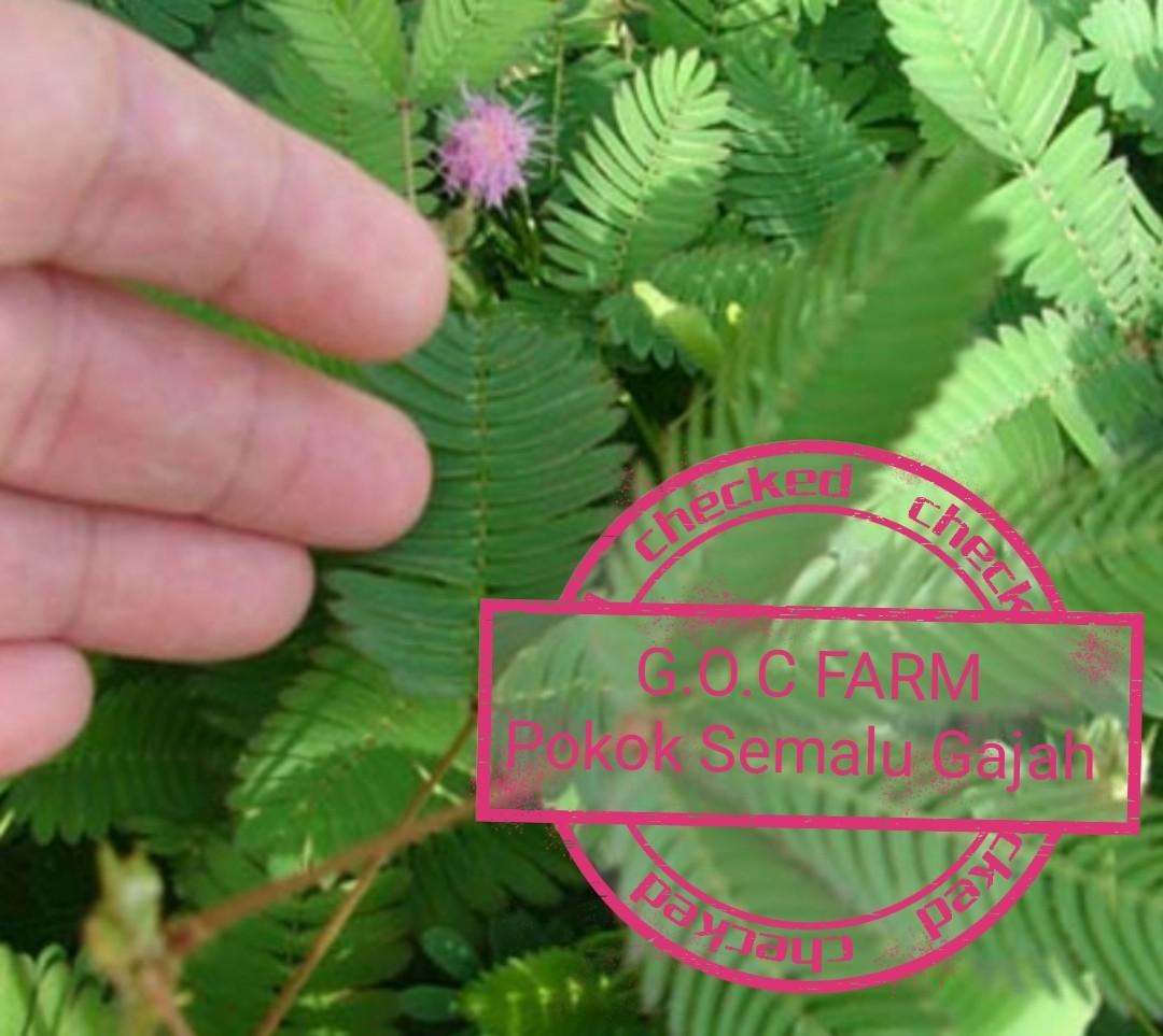 Pokok Semalu Gajah, Furniture & Home Living, Gardening, Plants & Seeds ...