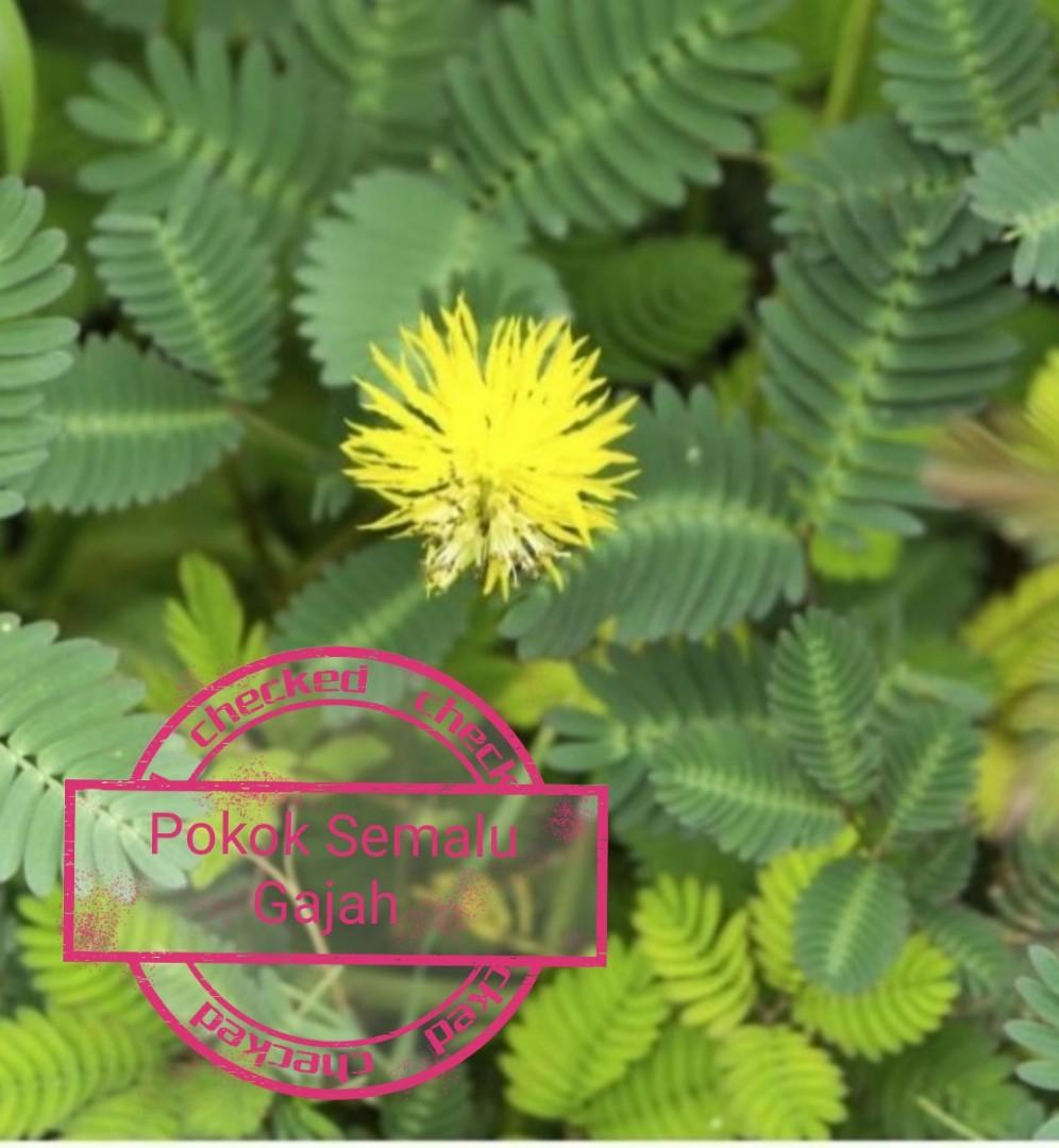 Pokok Semalu Gajah, Furniture & Home Living, Gardening, Plants & Seeds ...