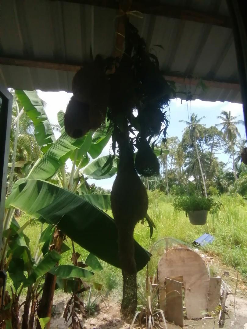 Pokok Semalu Gajah, Furniture & Home Living, Gardening, Plants & Seeds ...