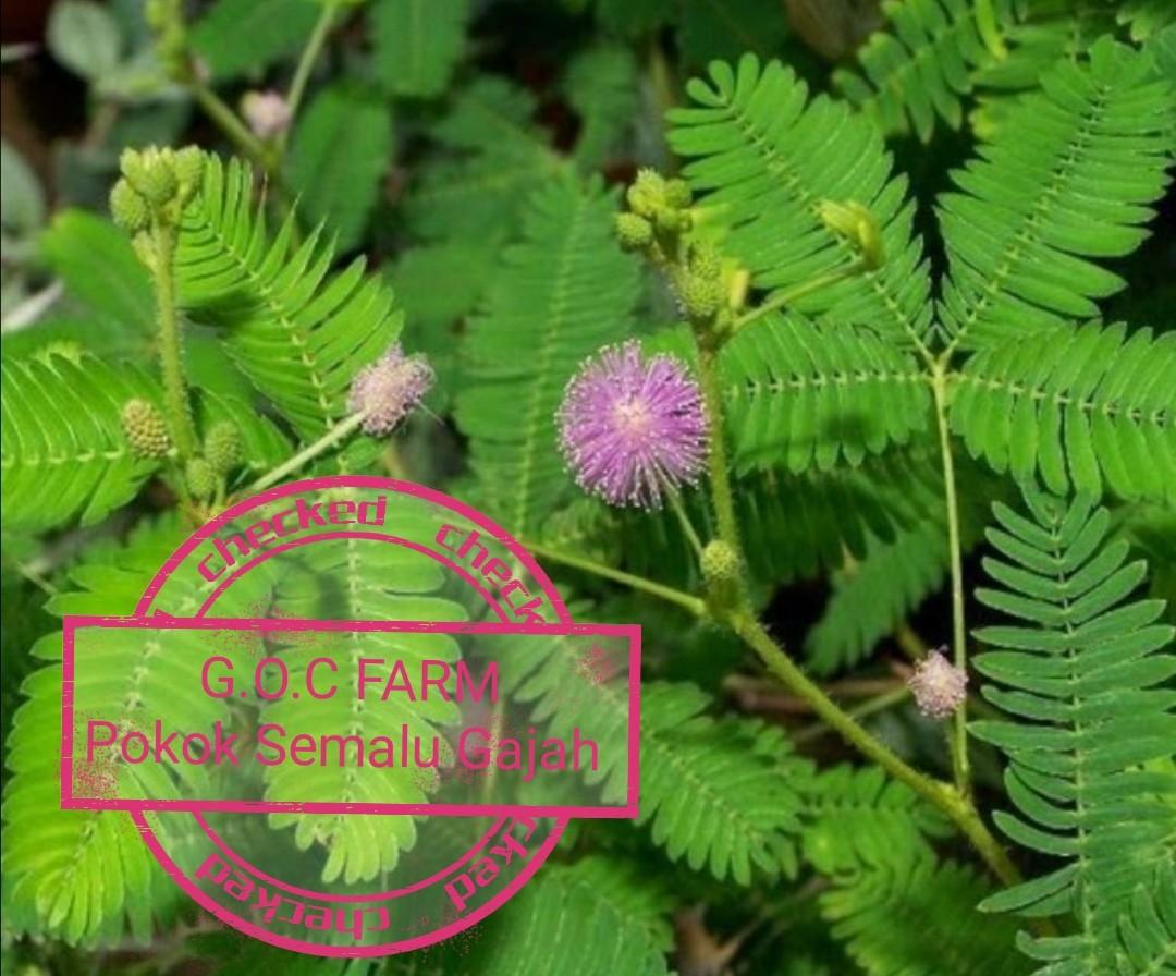 Pokok Semalu Gajah, Furniture & Home Living, Gardening, Plants & Seeds ...