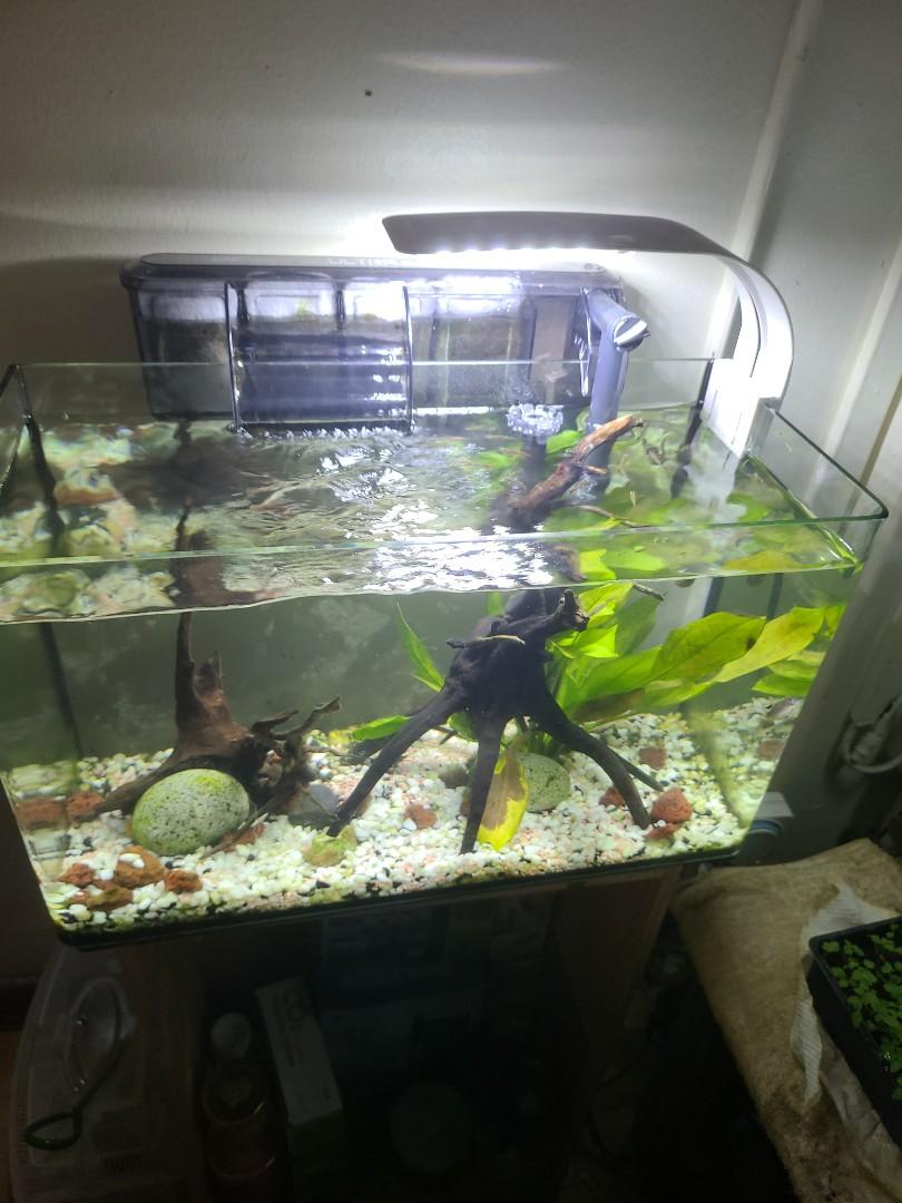 Table size aquarium tank ALL IN, Pet Supplies, Homes & Other Pet ...