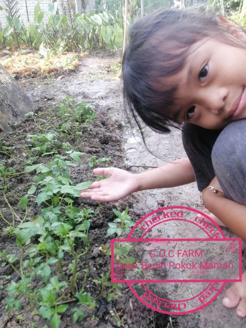 Anak pokok Maman, Furniture & Home Living, Gardening, Plants & Seeds on ...