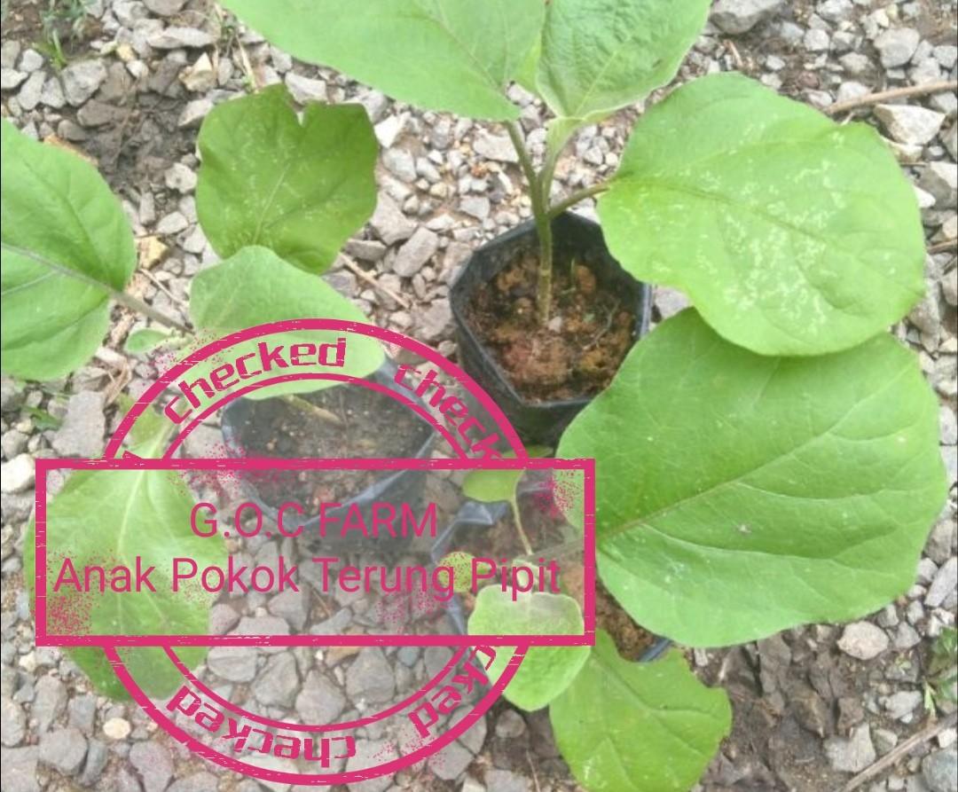 Anak pokok Terung Pipit Kampung Liar, Furniture & Home Living ...
