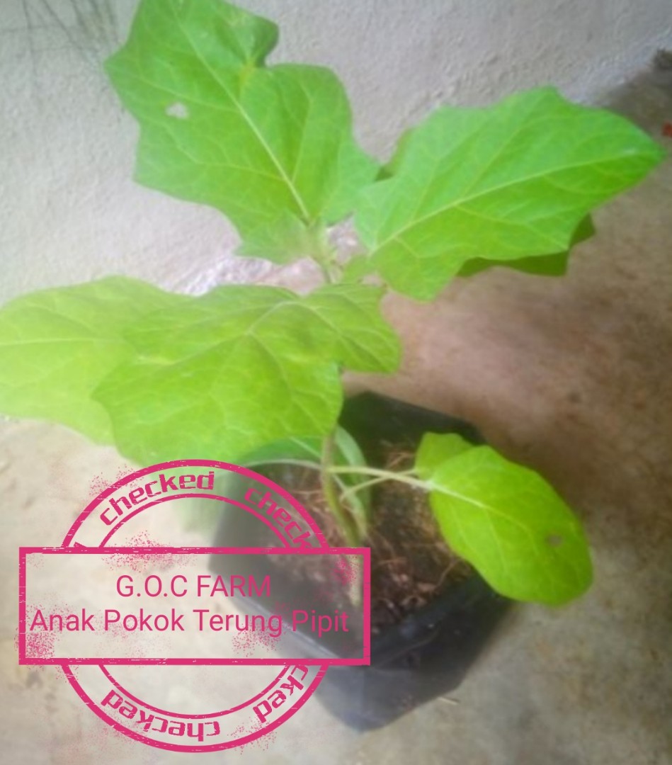 Anak pokok Terung Pipit Kampung Liar, Furniture & Home Living ...