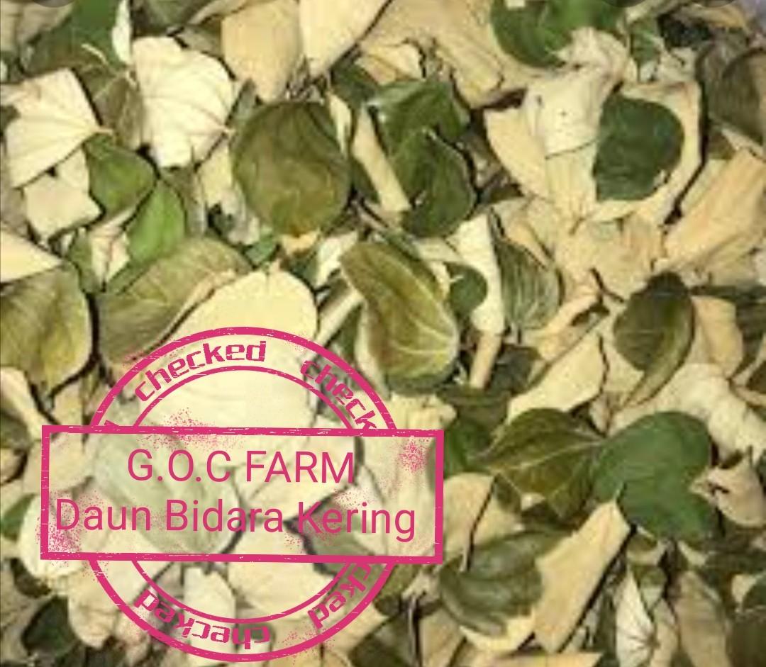 Daun Bidara berduri kering, Furniture & Home Living, Gardening, Plants ...