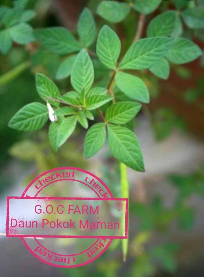 Daun Maman segar, Furniture & Home Living, Gardening, Plants & Seeds on ...