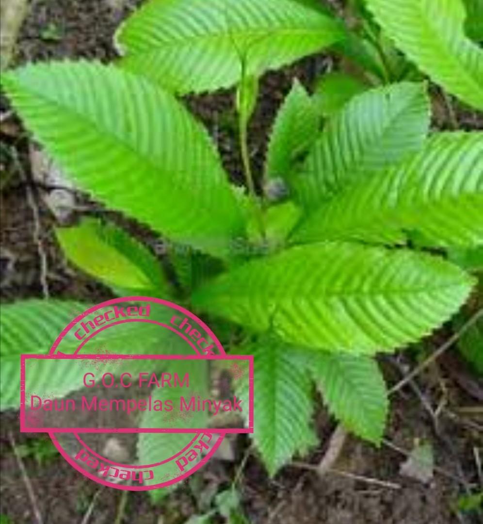 Daun mempelas minyak, Furniture & Home Living, Gardening, Plants ...