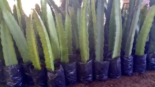 fruit seedlings - View all fruit seedlings ads in Carousell Philippines
