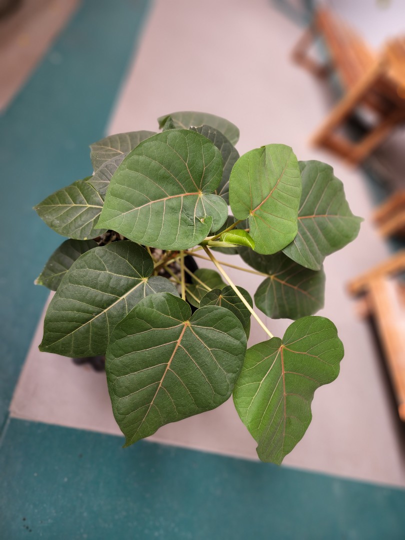 Ficus petiolaris, Furniture & Home Living, Gardening, Plants & Seeds on ...