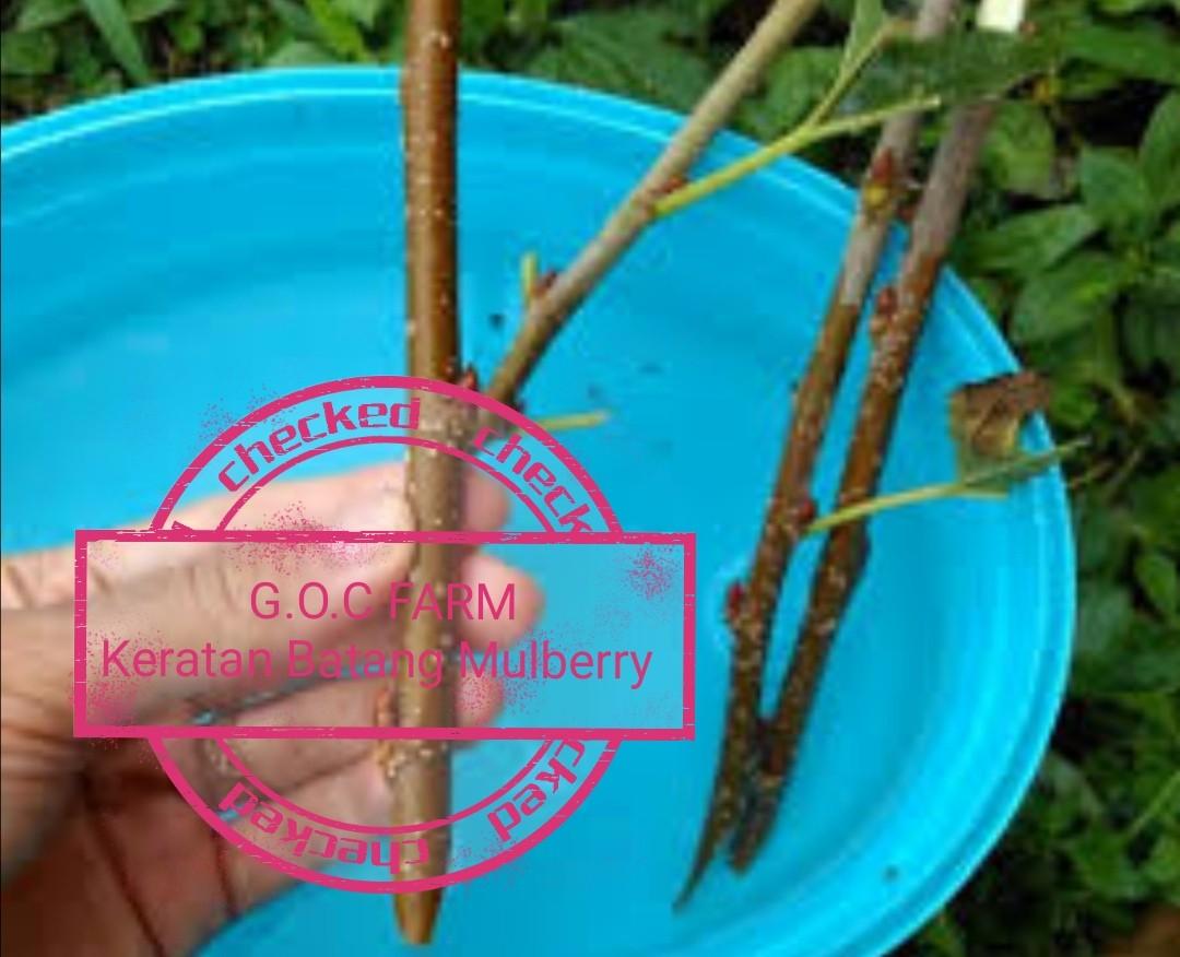 Keratan Batang Mulberry, Furniture & Home Living, Gardening, Plants ...