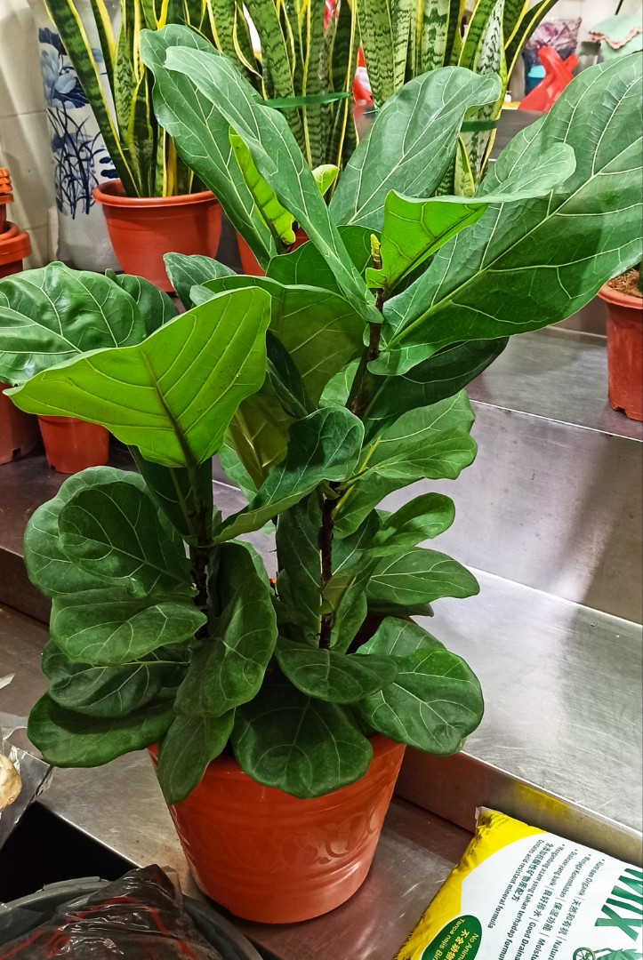 Large Fiddle Leaf Fig | Ficus Lyrata | The Perfect Trendy Plant ...