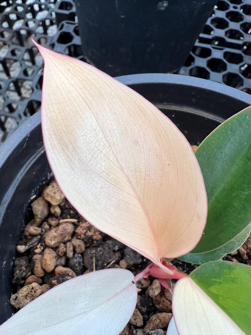 Philodendron red Congo variegated, Furniture & Home Living, Gardening ...