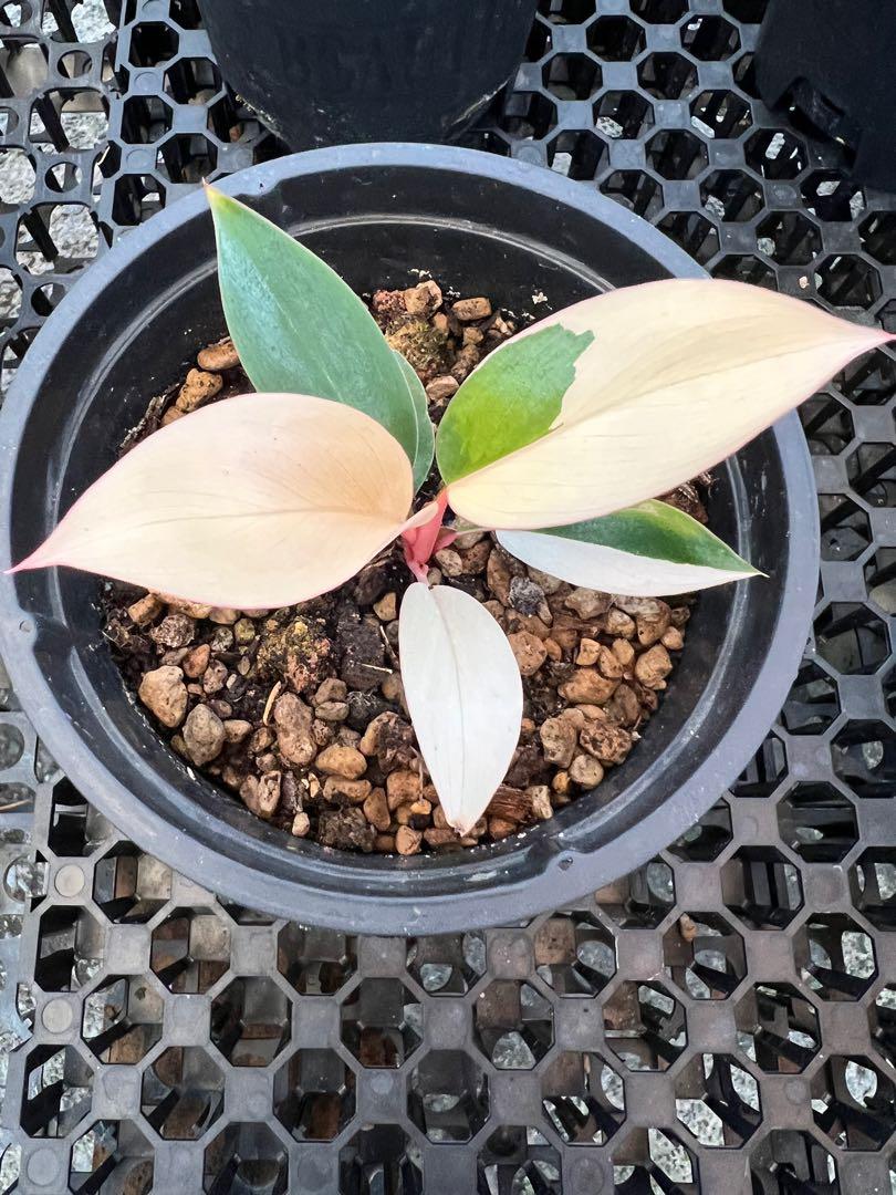 Philodendron red Congo variegated, Furniture & Home Living, Gardening ...