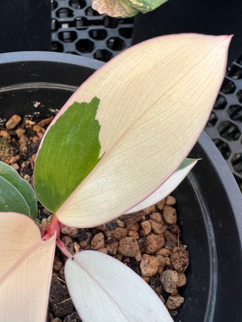 Philodendron red Congo variegated, Furniture & Home Living, Gardening ...